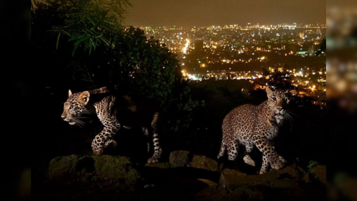 Leopards in light: Nat Geo photographer gives Mumbaikars a rare glimpse ...
