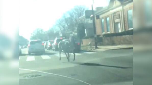 Two zebras flee circus, run through Philadelphia streets – Firstpost
