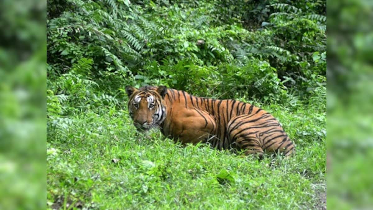 Bandipur Reserve's famous tiger Prince no more; no foul play suspected ...