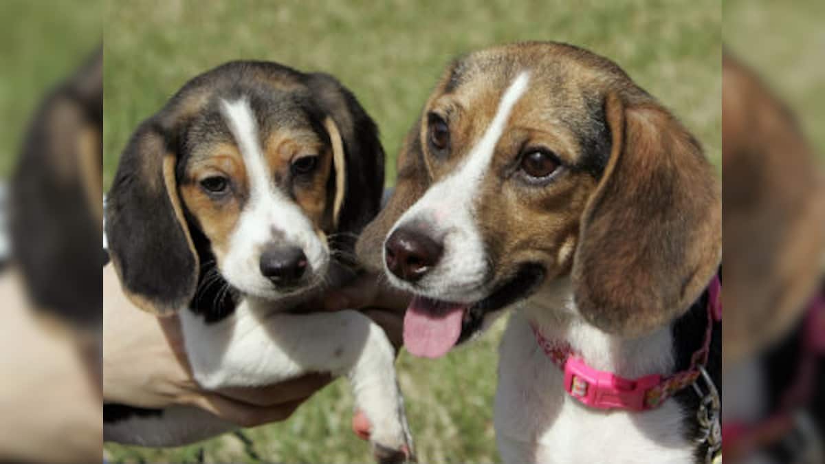 Clinical testing of drugs on dogs is a cruel practice, doesn't add ...