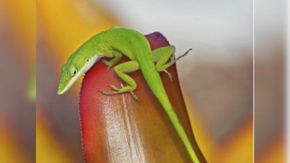 Lizard tail may hold key to regrowing human organs, finds new study ...