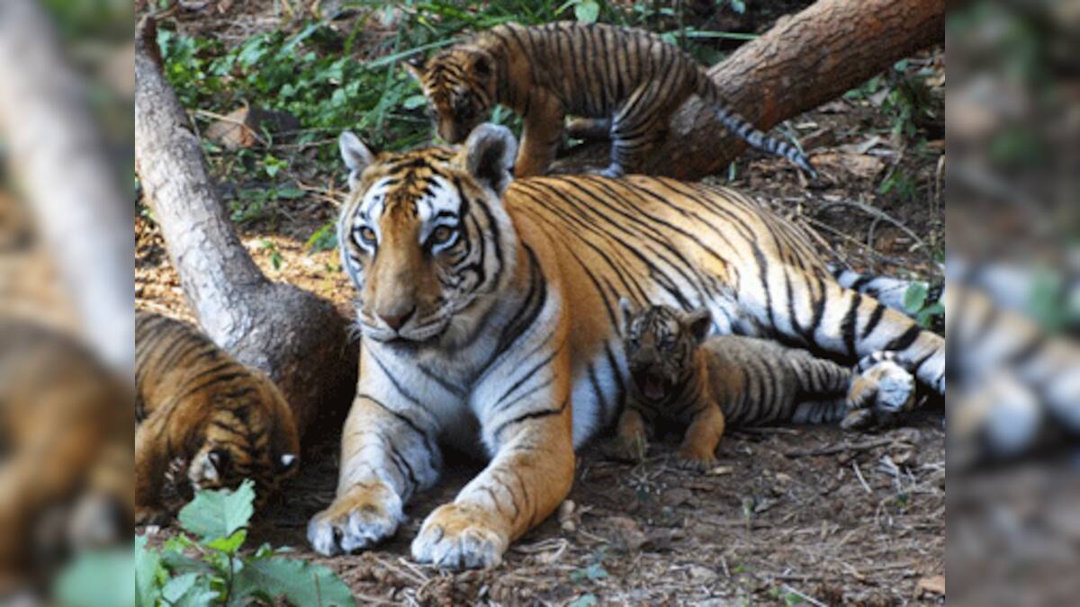 Central Zoo Authority instructs MP government to stop tiger safaris in ...