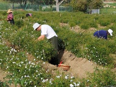 Perfumers in Grasse hope to smell success in crusade for Unesco ...