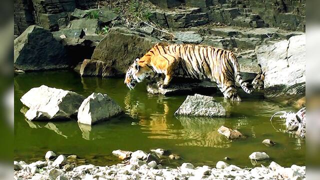 Ranthambore's queen Machhli, perhaps the most photographed tigress on ...