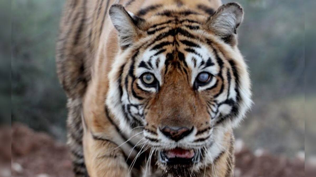 Machhli, Queen of Ranthambore and perhaps the most photographed tigress ...