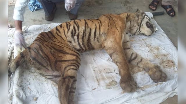 Machhli, India's most photographed tiger, dies at 19 in Ranthambore ...