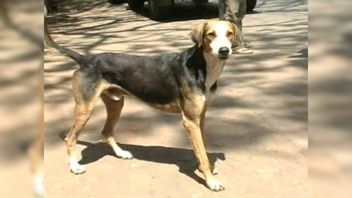 Open letter to a stray dog: We have done more harm than good to your ...