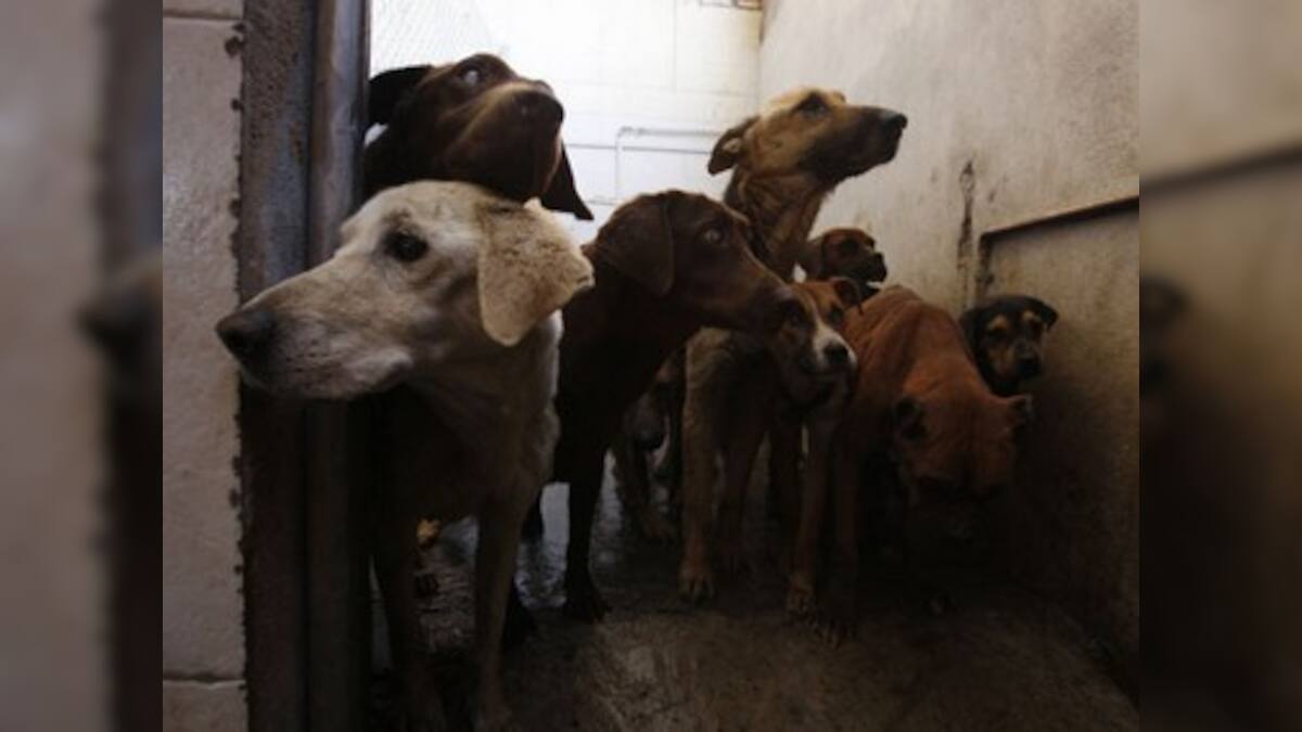 Artificial breeding for dog shows is ultimate cruelty to canines, it's ...