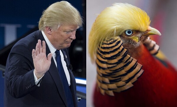 China finds Donald Trump lookalike: Bird with US President-elect's ...
