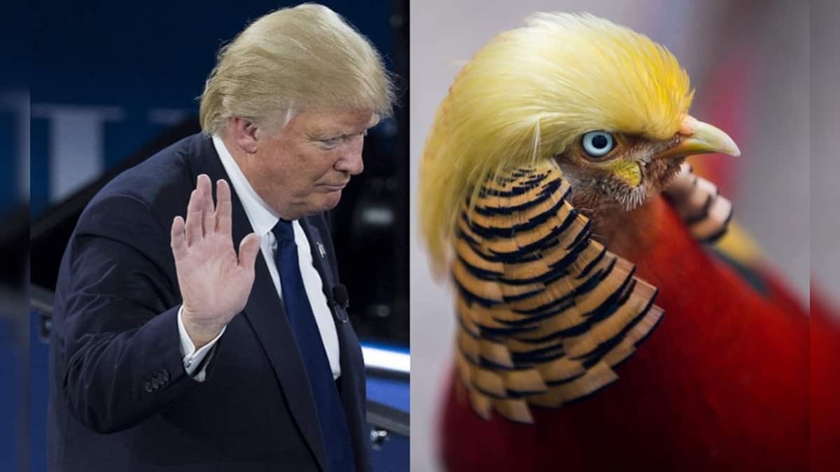 China finds Donald Trump lookalike: Bird with US President-elect's ...
