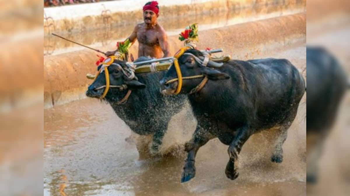 Kambala festival of Karnataka: Here's why it is celebrated and ...
