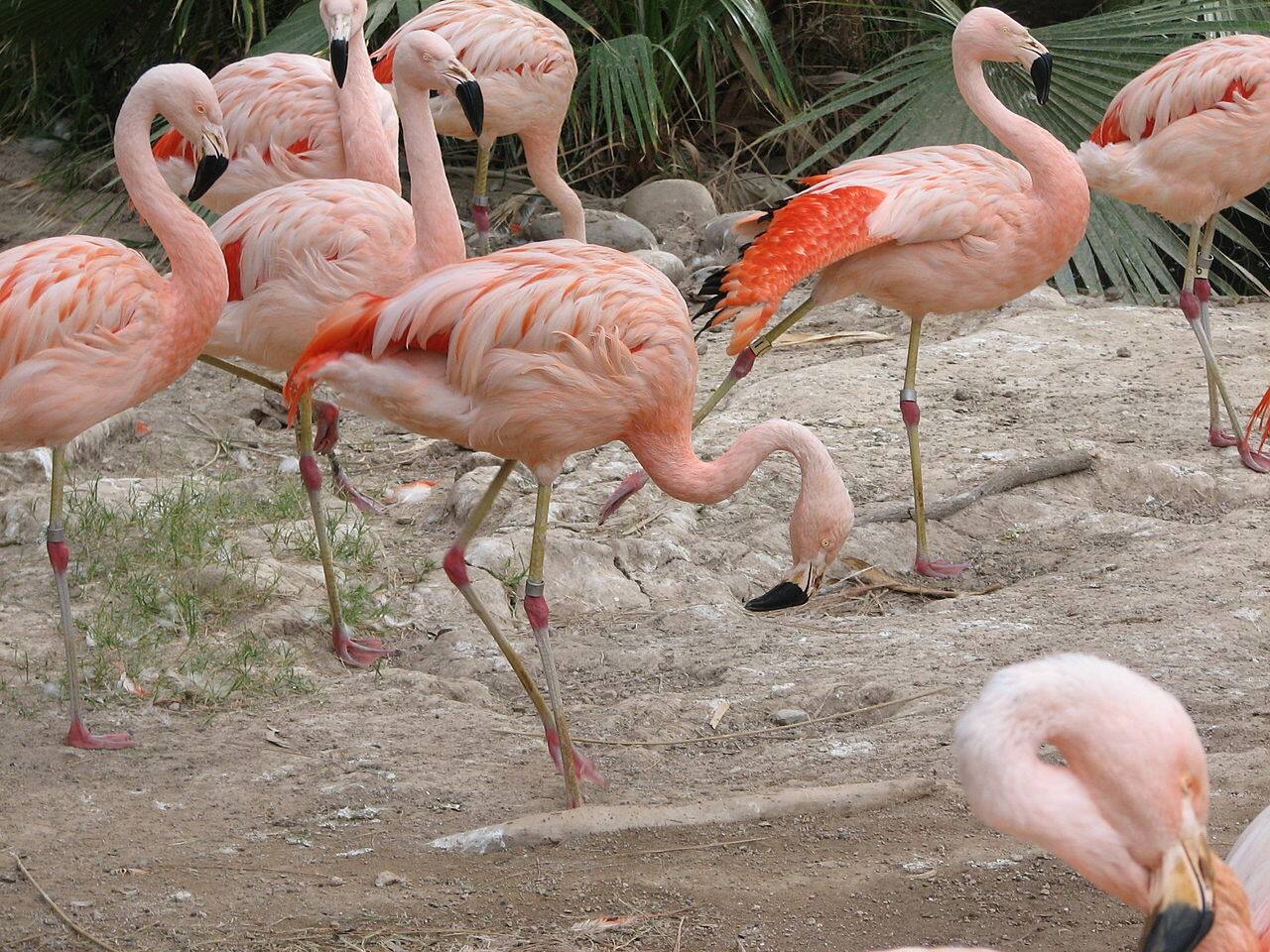 The one-legged pose helps flamingos save energy, says research-Blogs ...