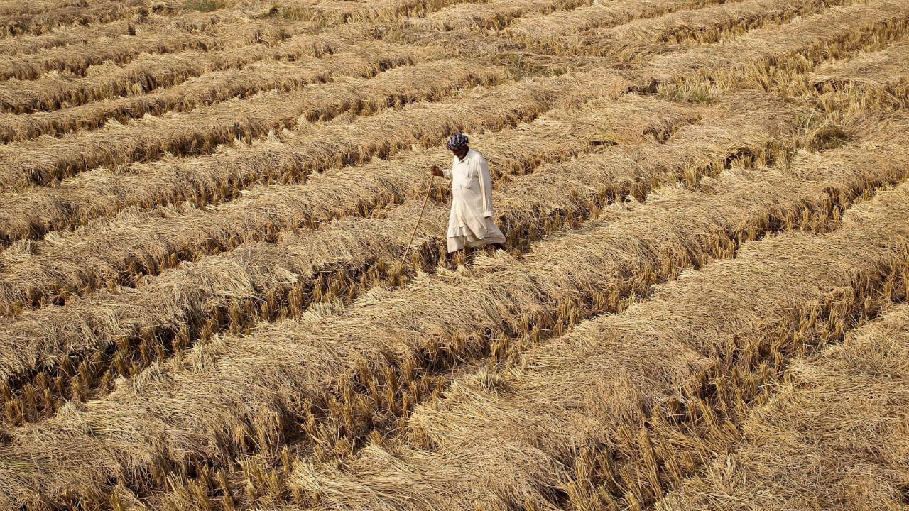 Agriculture crisis: It's high time for govt to re-look at MSP as a tool ...