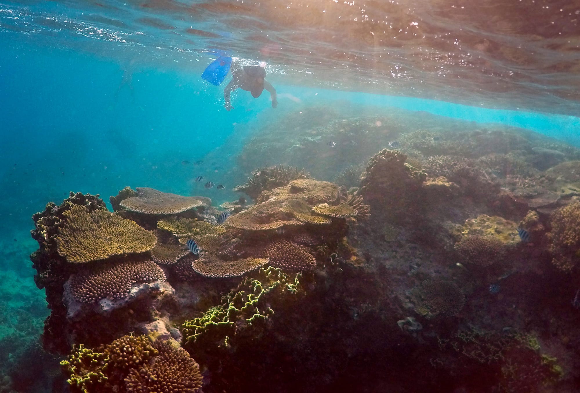Loss of coral reefs would double coastal flood damage, say researchers ...