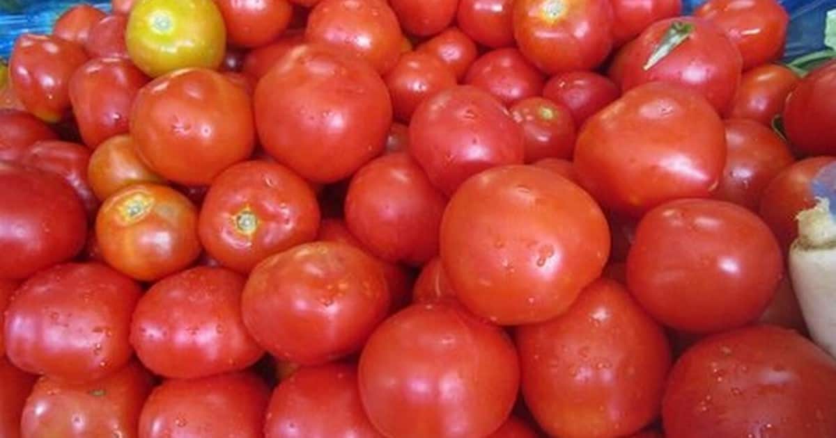 Tomato prices hit Rs 60-75 per kg as rains damage crop in Karnataka, Uttar Pradesh, Madhya ...