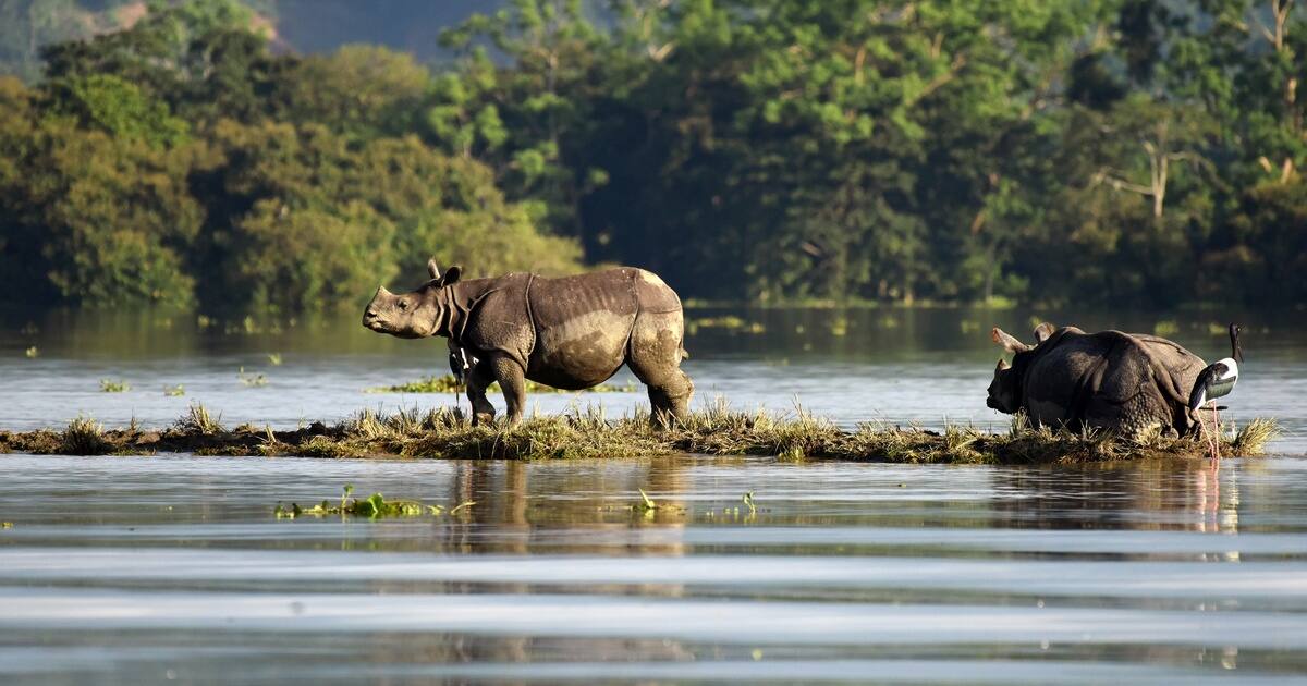 Assam floods: Over 200 animals died in Kaziranga National Park since 10 ...