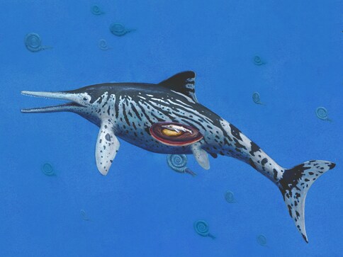 Scientists discover pregnancy in a 200 million year old Ichthyosaurus ...