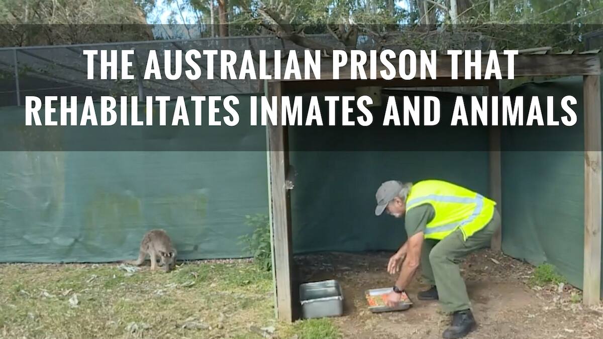 Watch: Australian prison provides rehab for inmates and animals – Firstpost