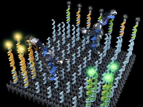 Caltech researchers develop nanorobot made of a single DNA strand that ...
