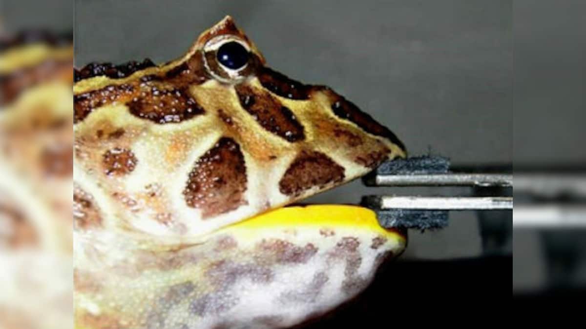 Researchers identify Beelzebufo, an ancient species of giant frog that ...