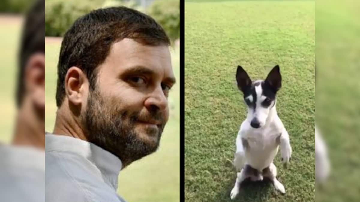 A political dogfight: My dog Pidi tweets for me, says Rahul Gandhi to ...