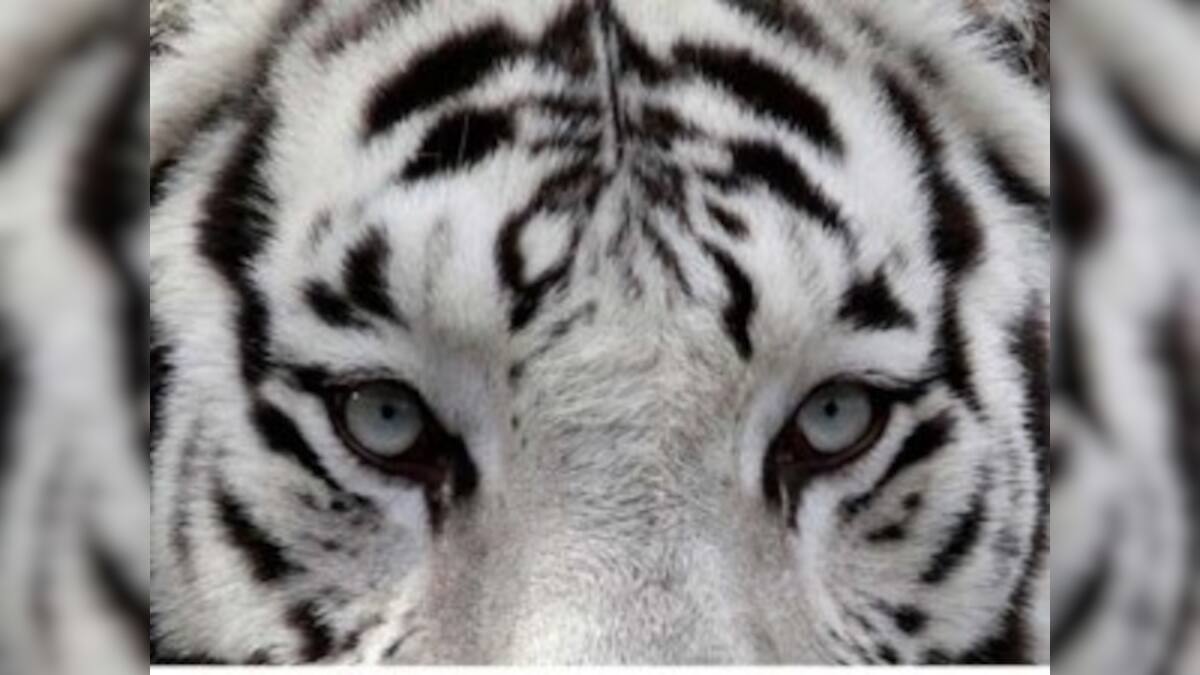 Bajirao, Mumbai's last white tiger, dies of chronic illness at Sanjay ...