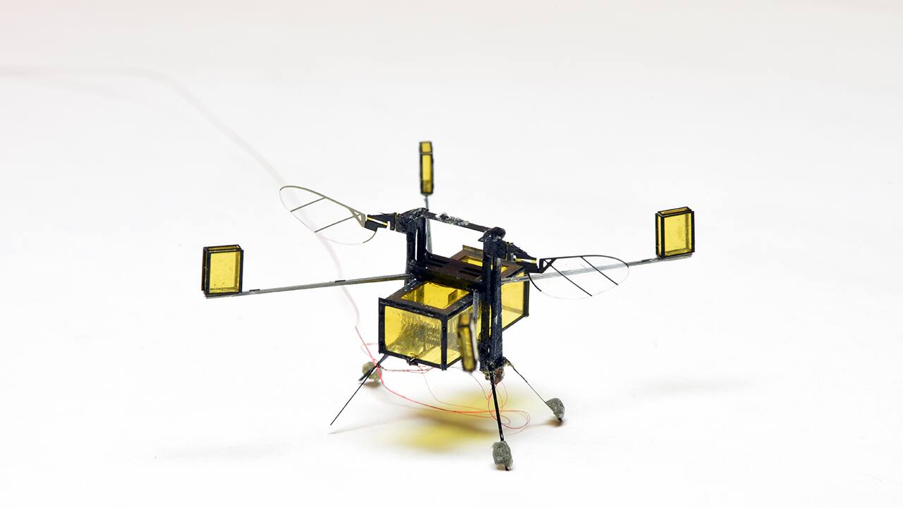 Harvard researchers create RoboBee, a bee-inspired robot that can fly ...