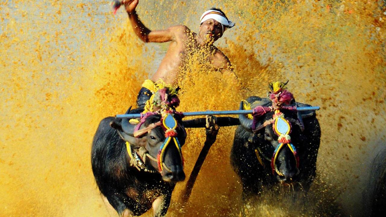 Kambala row, Part 2: How the buffalo-racing sport helped counter ...