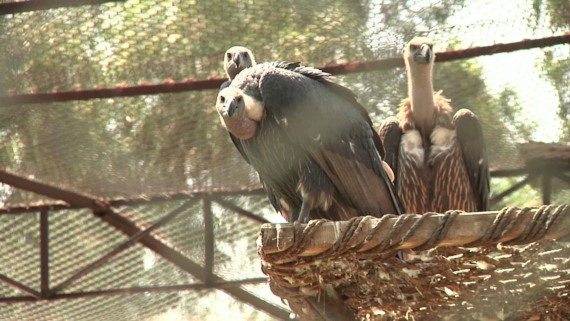 Conservationists fight to save vultures in Pakistan-World News , Firstpost