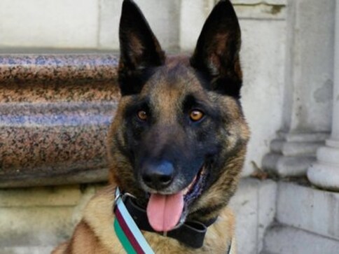 UK special forces dog Mali wins exalted medal for saving hundreds of ...
