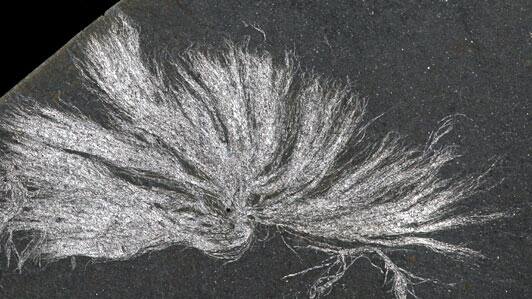 Geologist finds microfossils of prokaryotic organisms that lived 2,000 ...