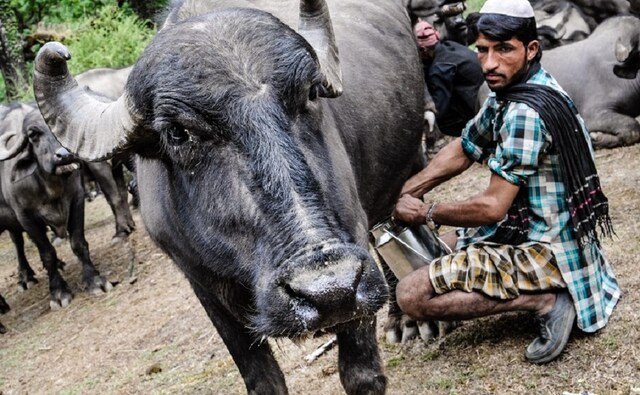 Photographer Michael Benanav traces nomadic tribe Van Gujjars' spring ...