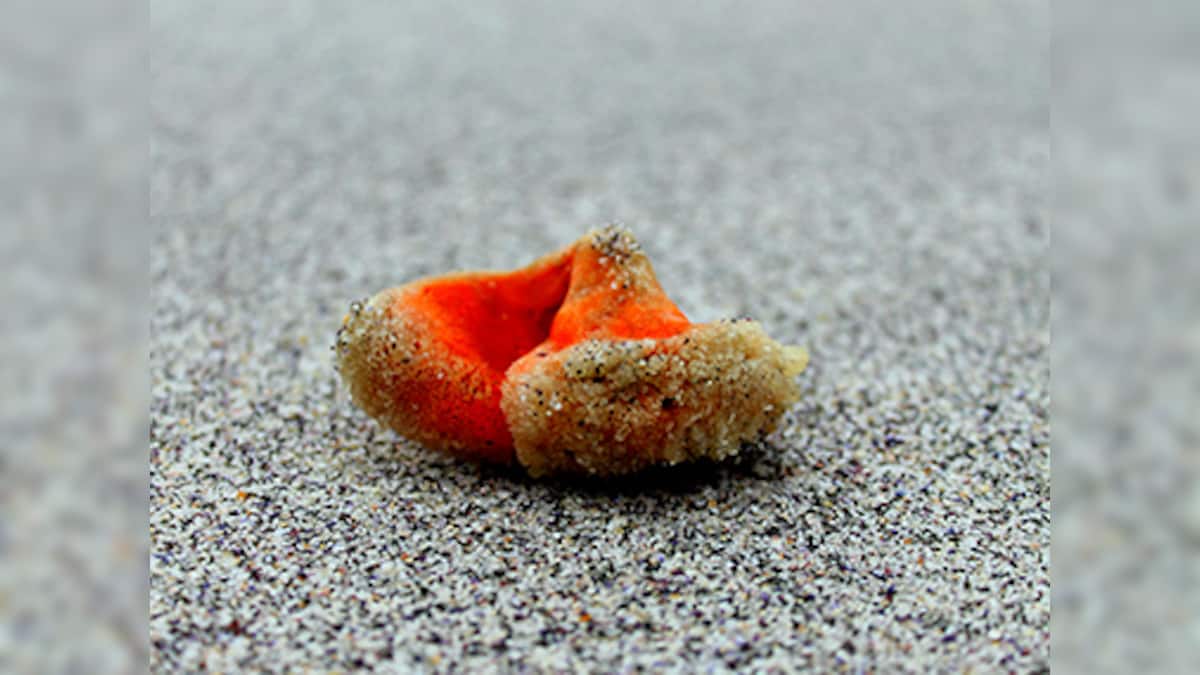 The morphologically simple sea sponge is the common ancestor of all ...