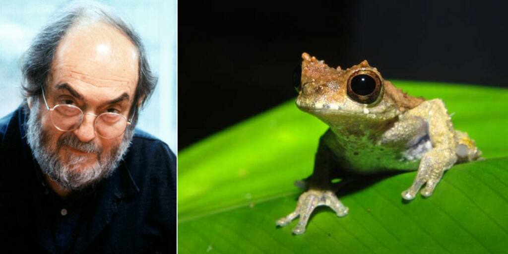 Newly discovered 'Clockwork Orange' frog species named after legendary ...