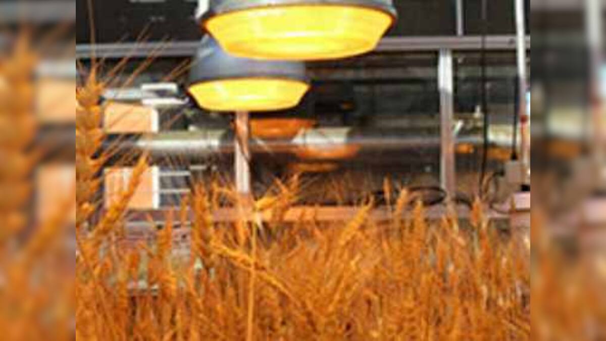 Scientists develop world's first 'speed breeding’ technique to boost ...