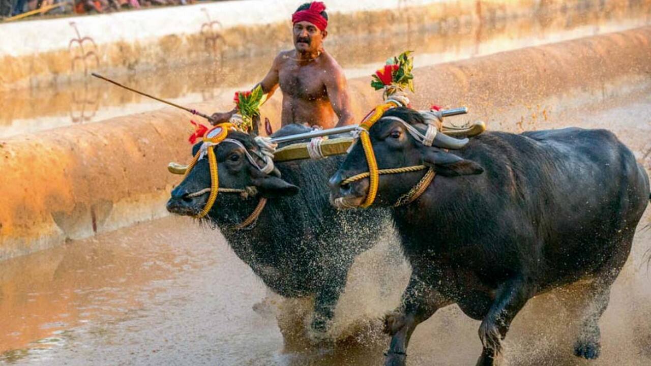 Supreme Court set to hear PETA's plea seeking ban on Karnataka's ...