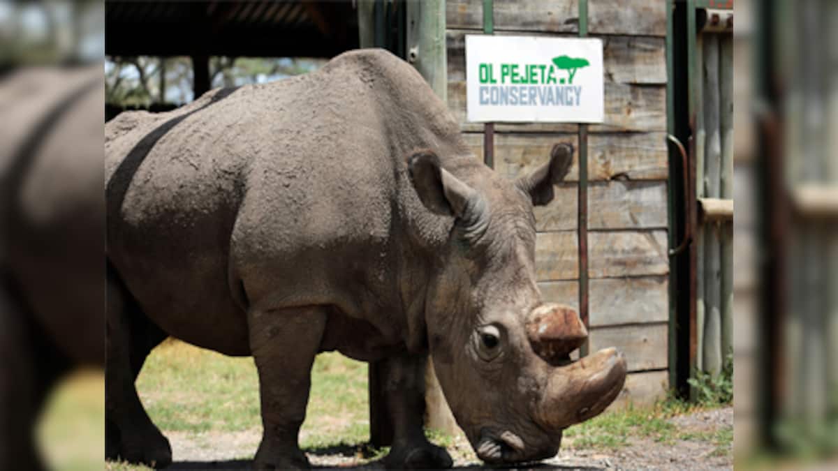 World's last male northern white rhino dead; 45-year-old Sudan stole ...