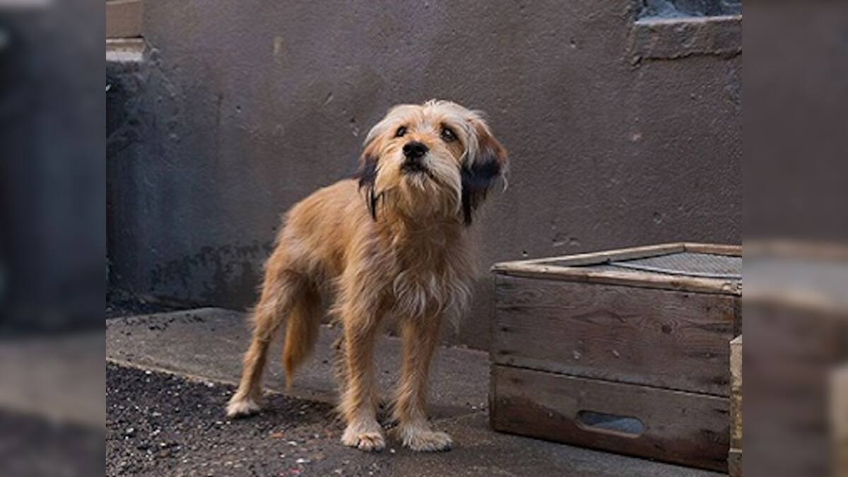 Benji movie review: Simplicity and warmth of Brandon Camp's film makes ...