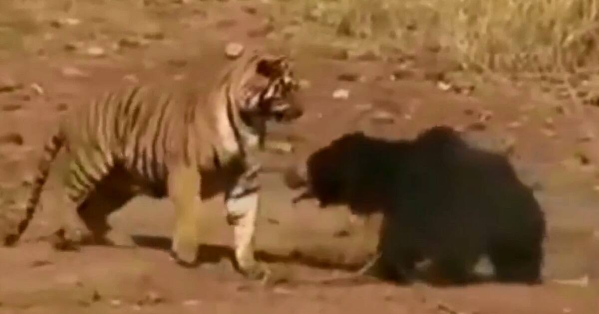 WATCH: Sloth bear takes on tiger in ferocious fight caught on video at ...