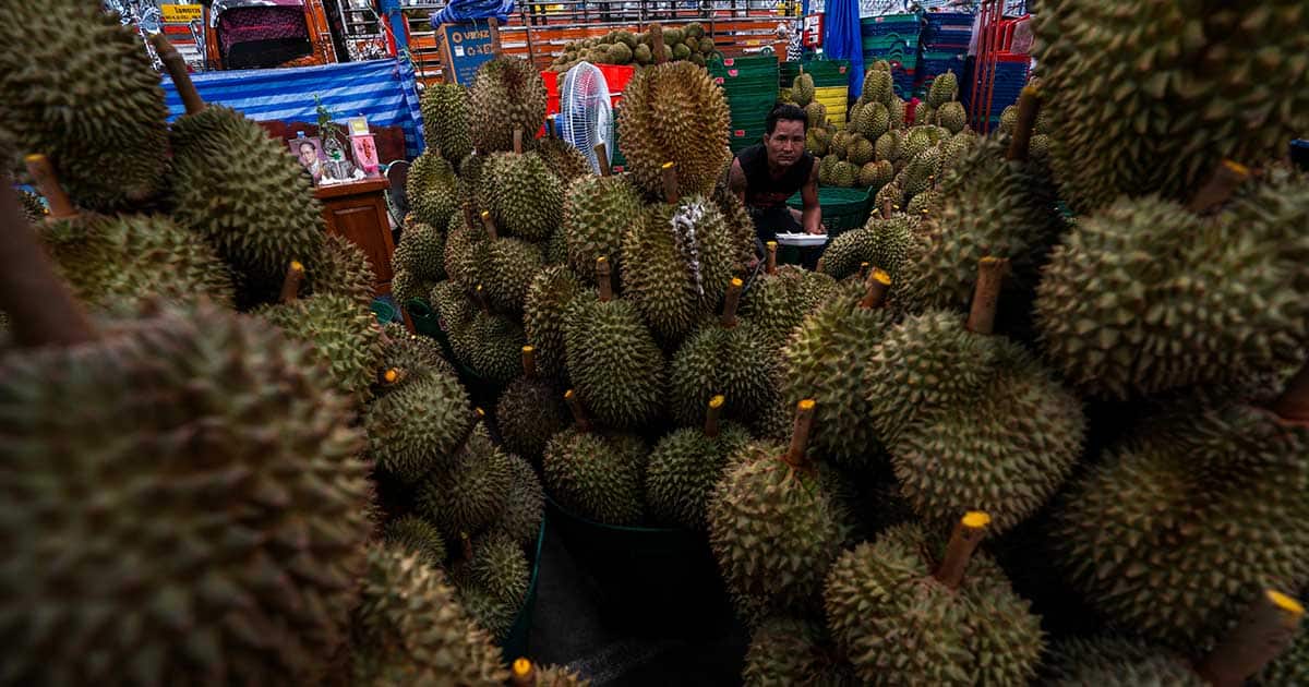 Melbourne university goes into tizzy over rotten durian: 500 people ...