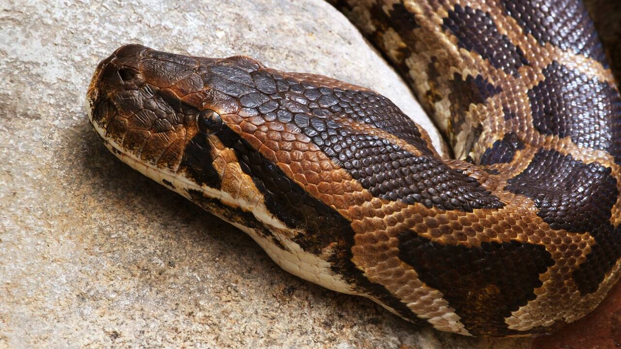 Indonesian woman who went missing found inside seven-metre-long Python ...