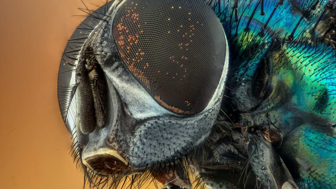 Insects use 'sixth sense' for humidity to stay alive during climate ...