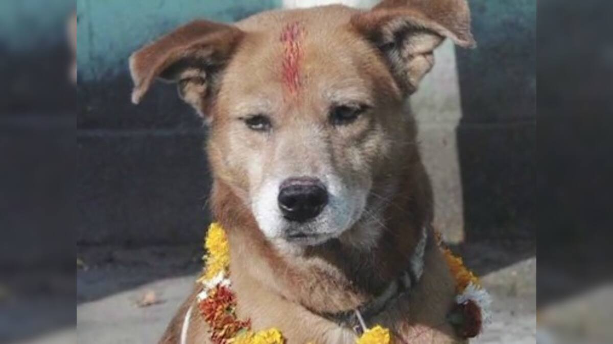 In Nepal, dogs are gods for today: All you need to know about 'Kukkur ...