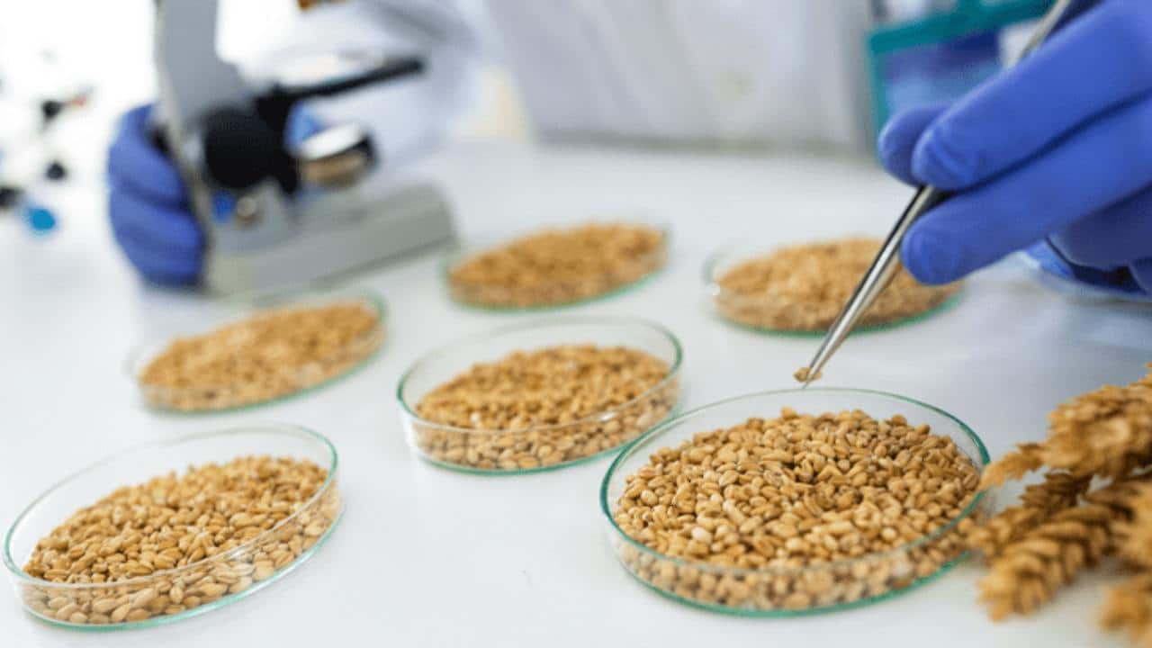 Wheat genome and its many mysteries decoded two decades after the human ...