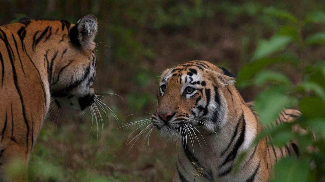 Similipal tiger reserve in Odisha's Mayurbhanj lost 75 tigers in 12 ...