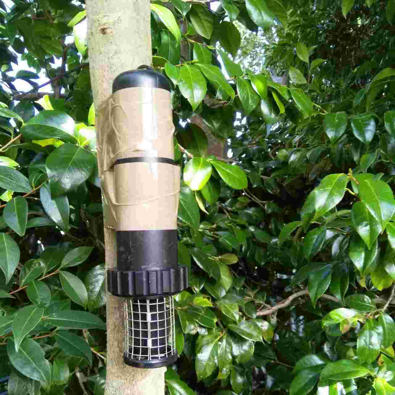 New Zealand's rare Hihi birds to be protected using eavesdropping ... New Zealand's rare Hihi birds to be protected using eavesdropping ...
