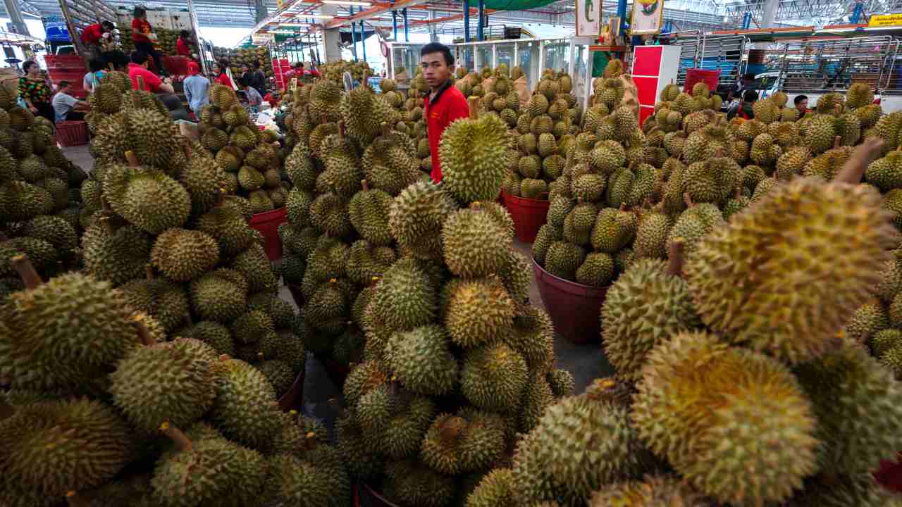 Chinese hunger for 'world's smelliest fruit' threatens Malaysian ...
