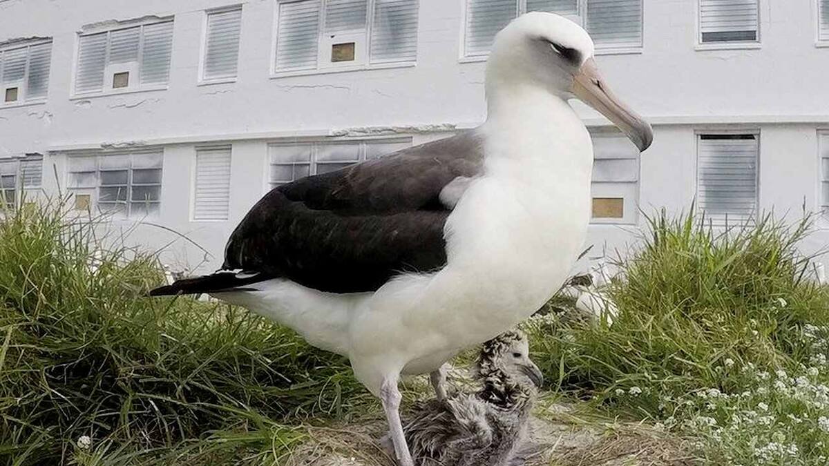 World’s oldest known wild bird hatches baby chick at a Hawaii wildlife ...