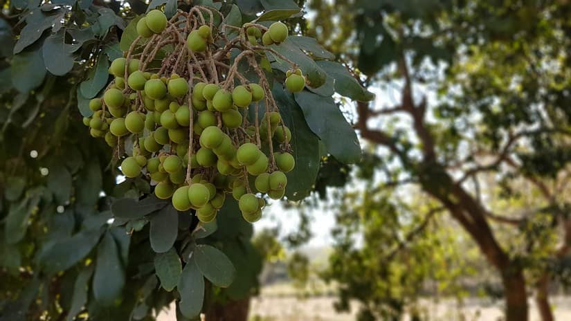 Odisha's tribals who gather and sell minor forest produce left at the ...
