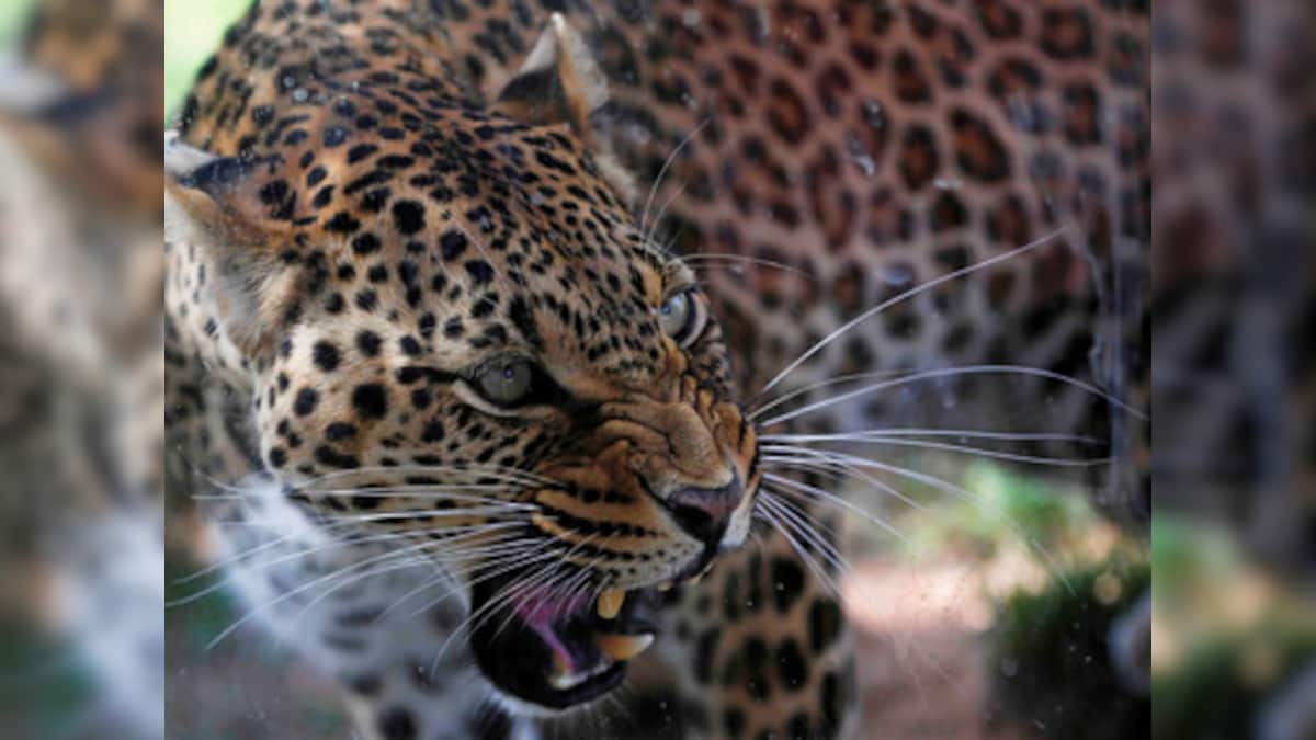 Time for ‘Project Leopard’ in India? Report on poaching in Uttarakhand ...